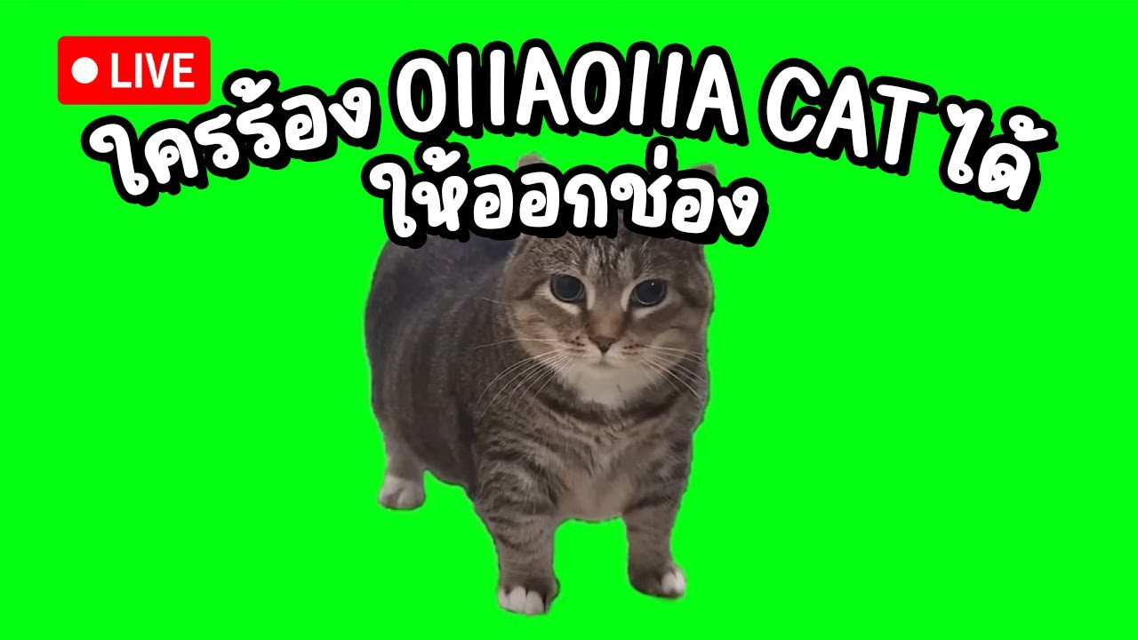 ใครร้อง OIIAOIIA CAT ได้ให้ออกช่อง - YouTube
