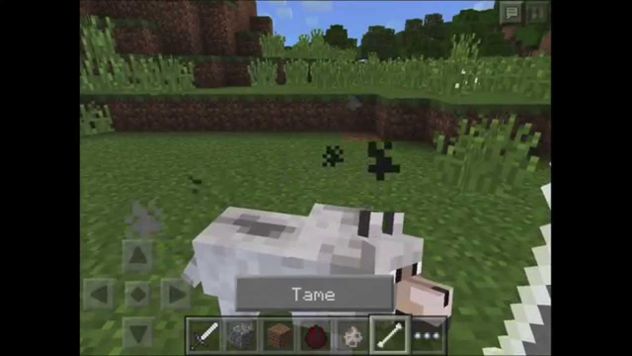 Minecraft pe How to tame a wolf - YouTube