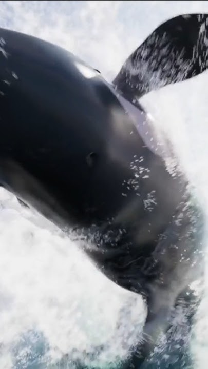 Orca's Or Killer Whales Are Apex Predators And Terrifying Hunters - YouTube