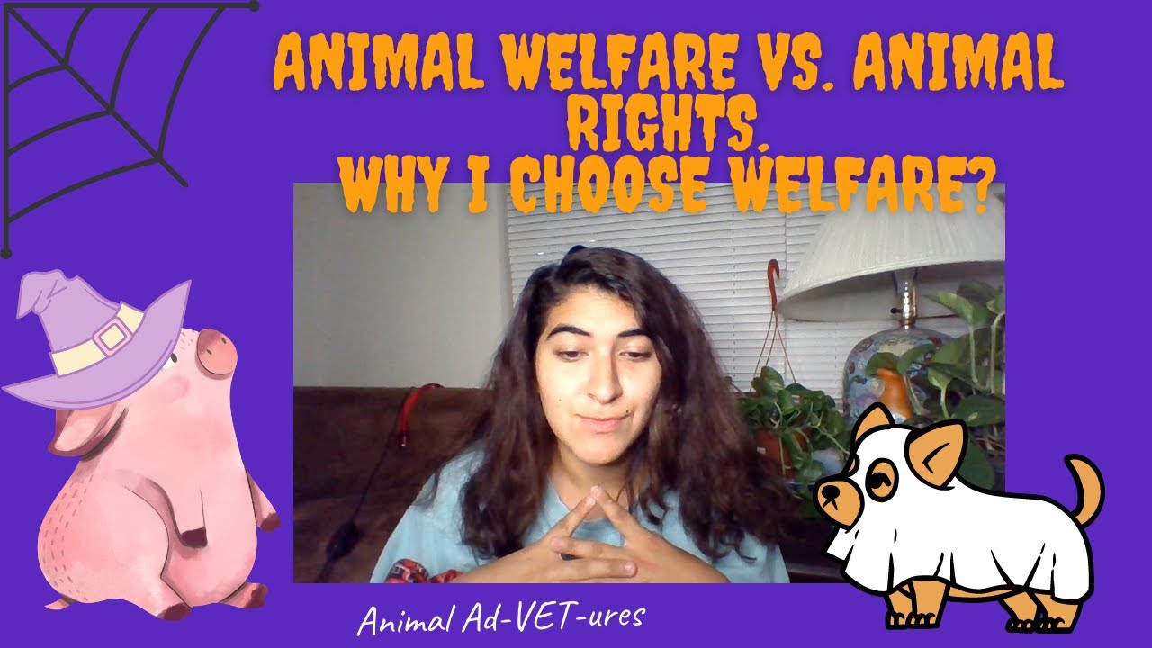 Animal Welfare vs. Animal Rights| Why I choose Welfare?| Animal ad-VET ...