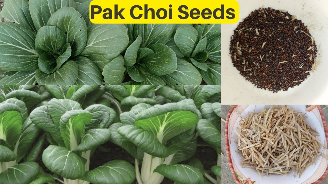 How to Collect Pak Choi Seeds | Iqra's Natural Universe - YouTube