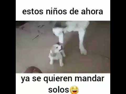Jajajaja
