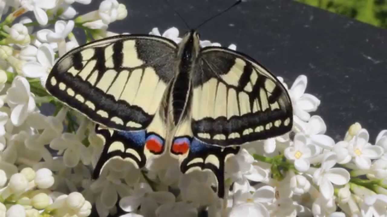 Ritariperhonen - YouTube