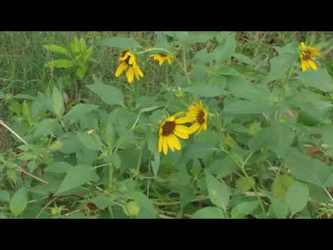 Sun Flower Plant #sunflowerplant / Suraj Mukhi #surajmukhi - Lahore ...