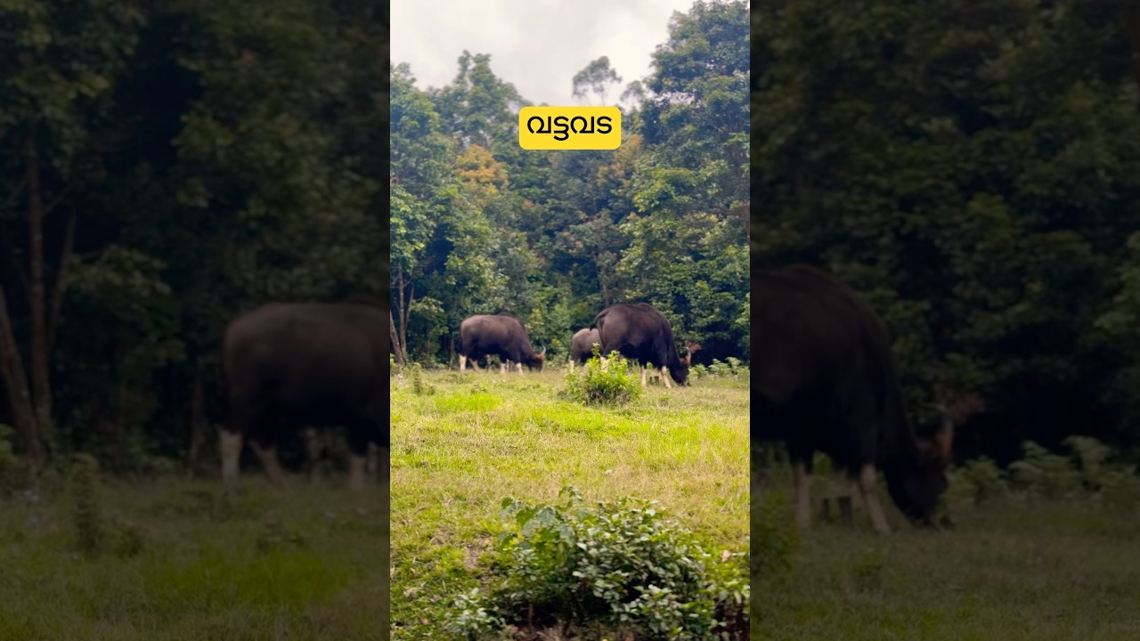 BISON INDIAN GAUR . #buffalo #indiangaur #vattavada #munnar #kattupoth ...