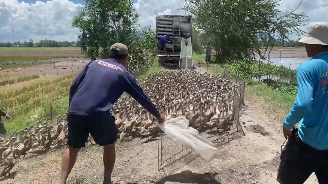 10,000 ducks were transported by truck to the new field. - YouTube