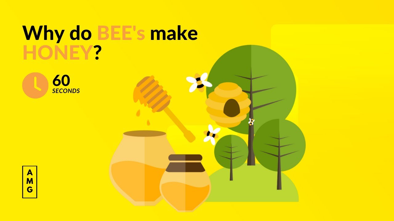 Why do Bees make Honey? | 60 Seconds - YouTube