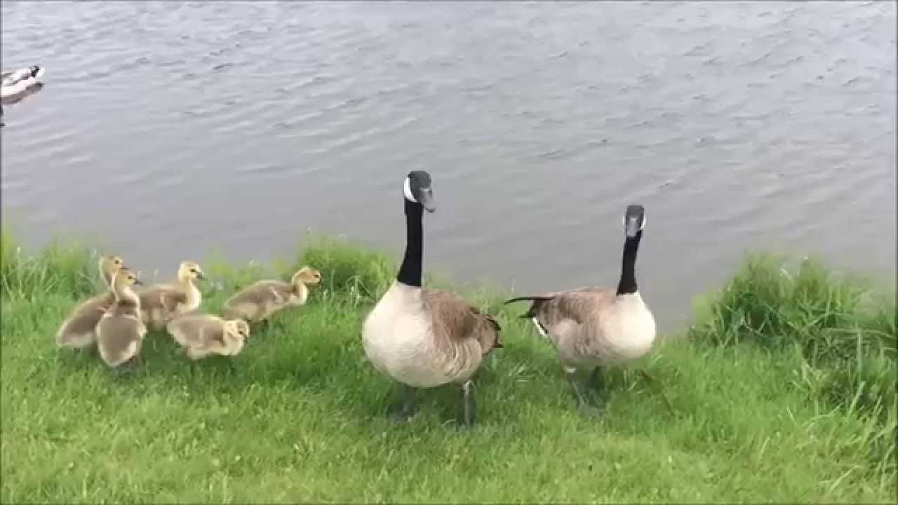Mom And Dad Goose Attack Me As I Film, To Protect There Young Cute Baby ...
