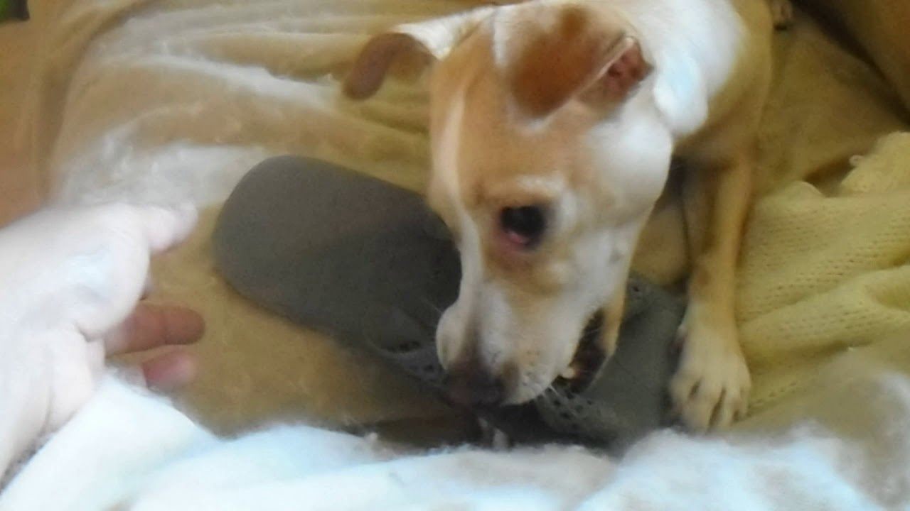 MASCOTA SE ALOCO CON CHANCLA - YouTube