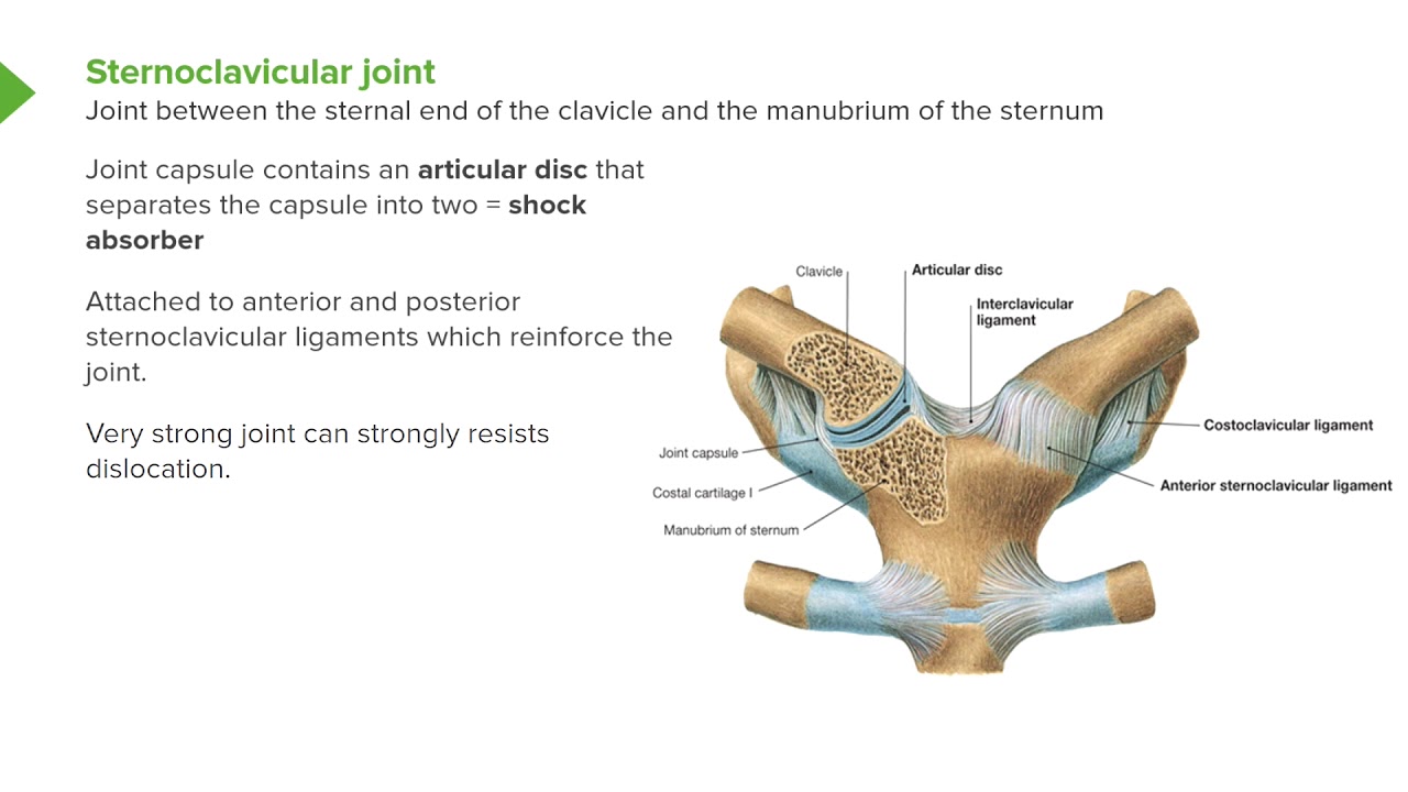 Sternoclavicular Joint Joints Of Upper Limb YouTube sternoclavicular-joint-joints-of-upper-limb-youtube