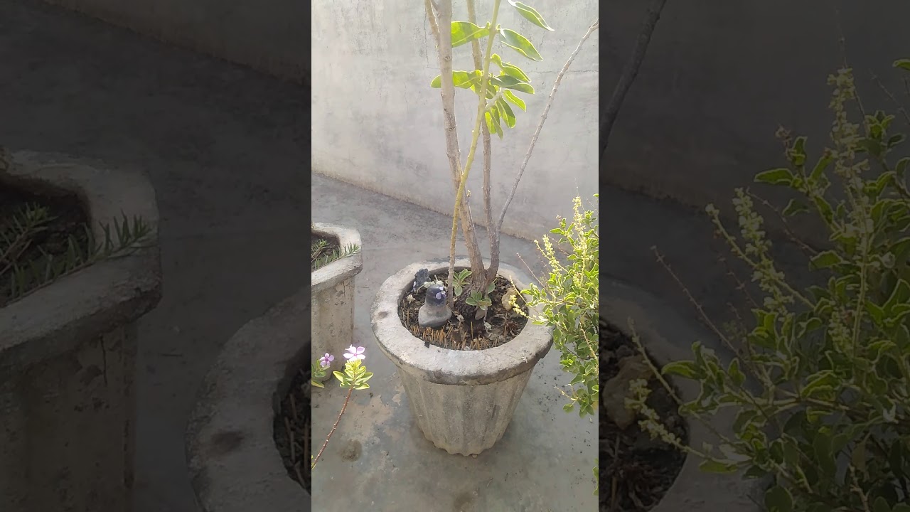 Safed akkua/ akada plant - YouTube
