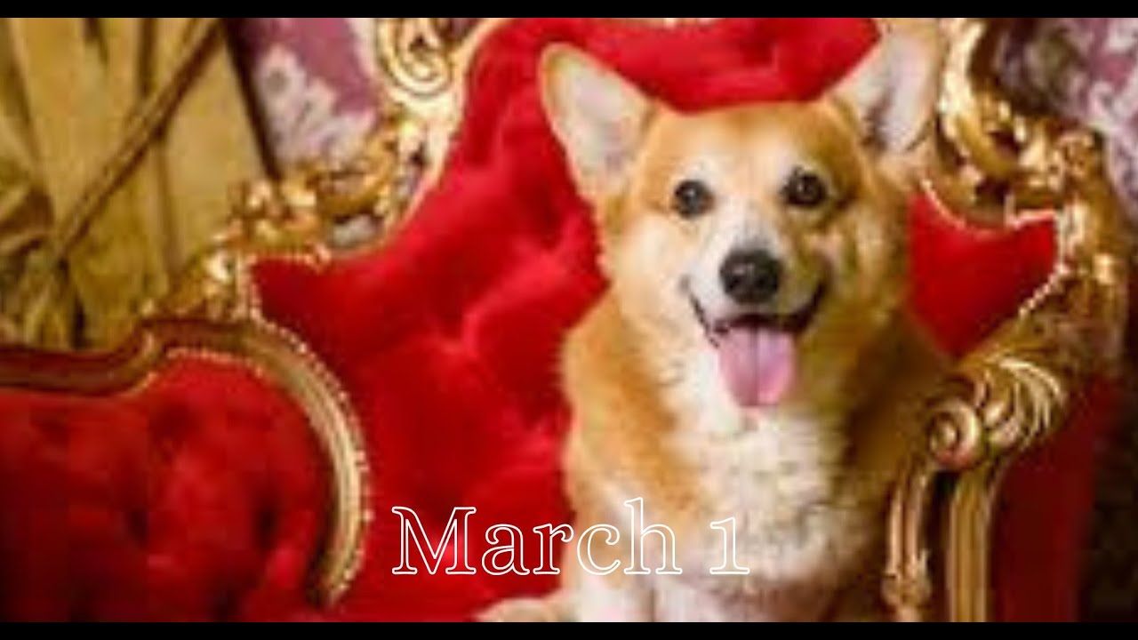 Welsh Corgi - YouTube