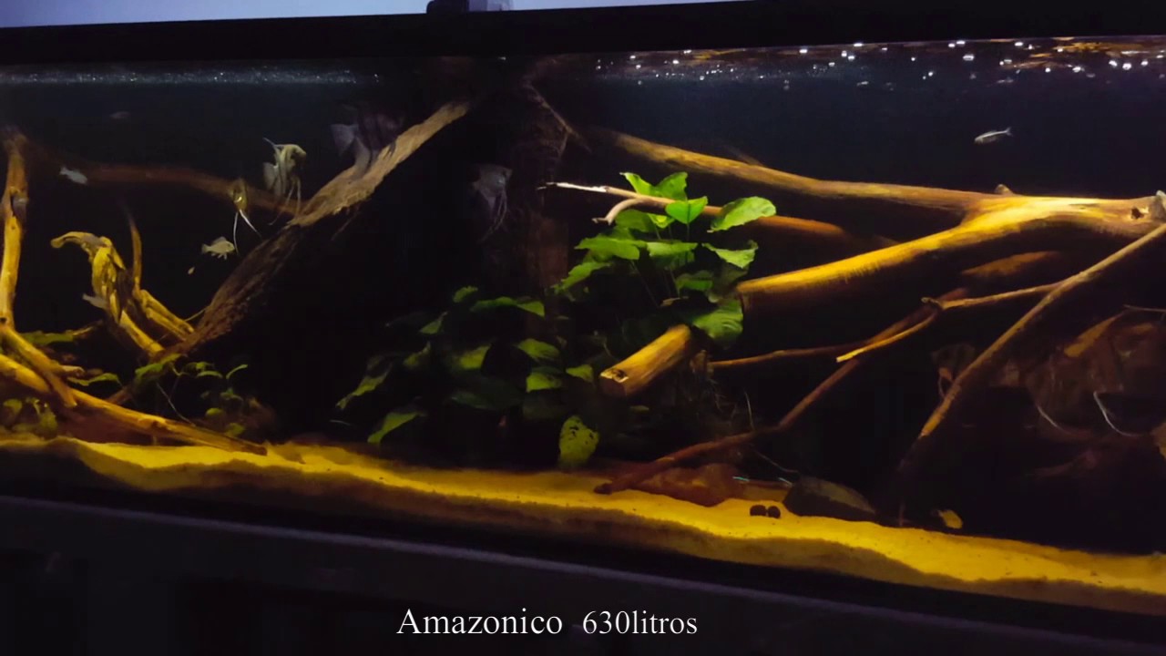 Acuario amazonico 630 litros - YouTube