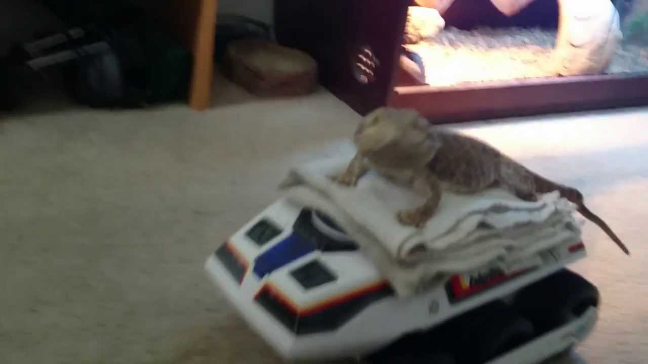 Bearded Dragon riding a Big Trak - YouTube