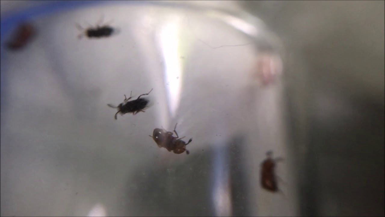 Parasitoid of Pineapple Mealybugs - YouTube