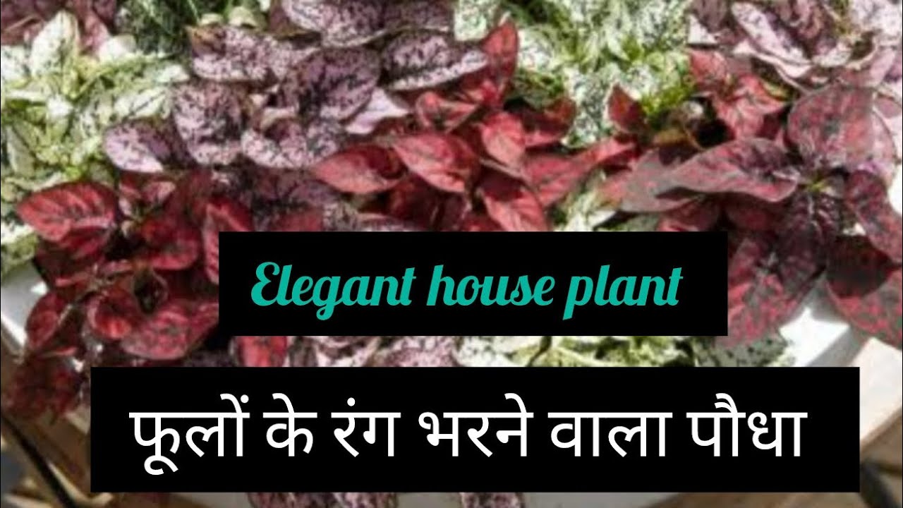 Polka dot plant / Hypoestes summer care nd prapogation solve leaf curl ...