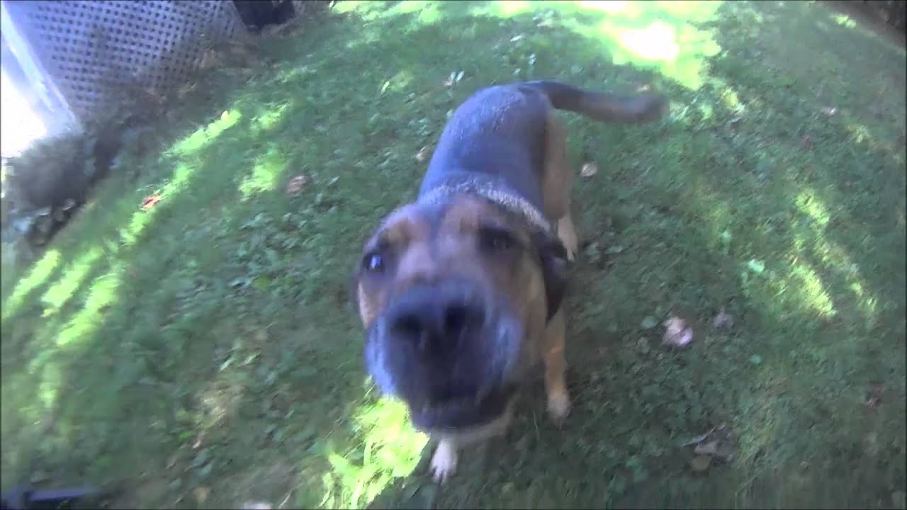 My dog in slow motion - YouTube