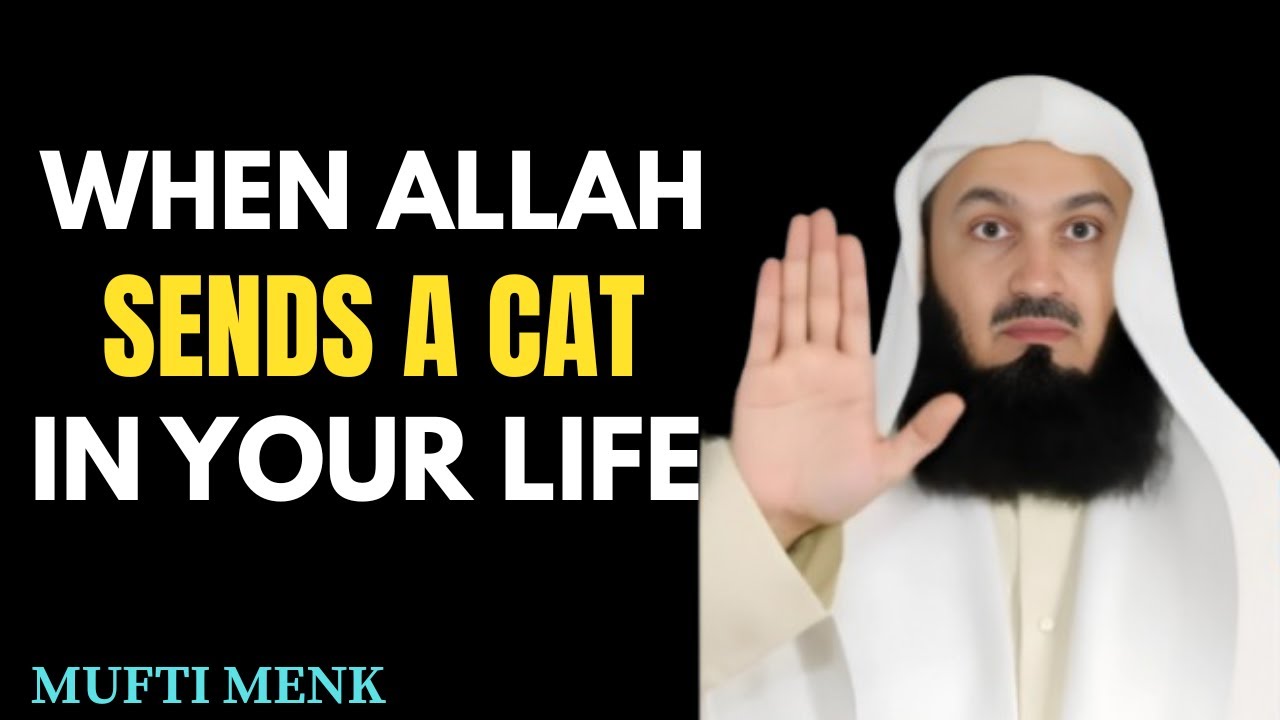 "If a Cat Comes Near You, THESE 7 SIGNS ARE FROM ALLAH – Mufti Menk ...