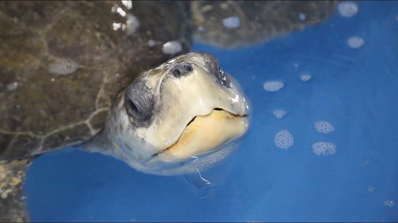 Tides Turn for Two Stranded Sea Turtles - YouTube
