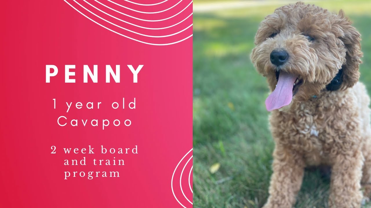 Best Dog Training in Chicago! 1 year old Cavapoo, Penny! - YouTube