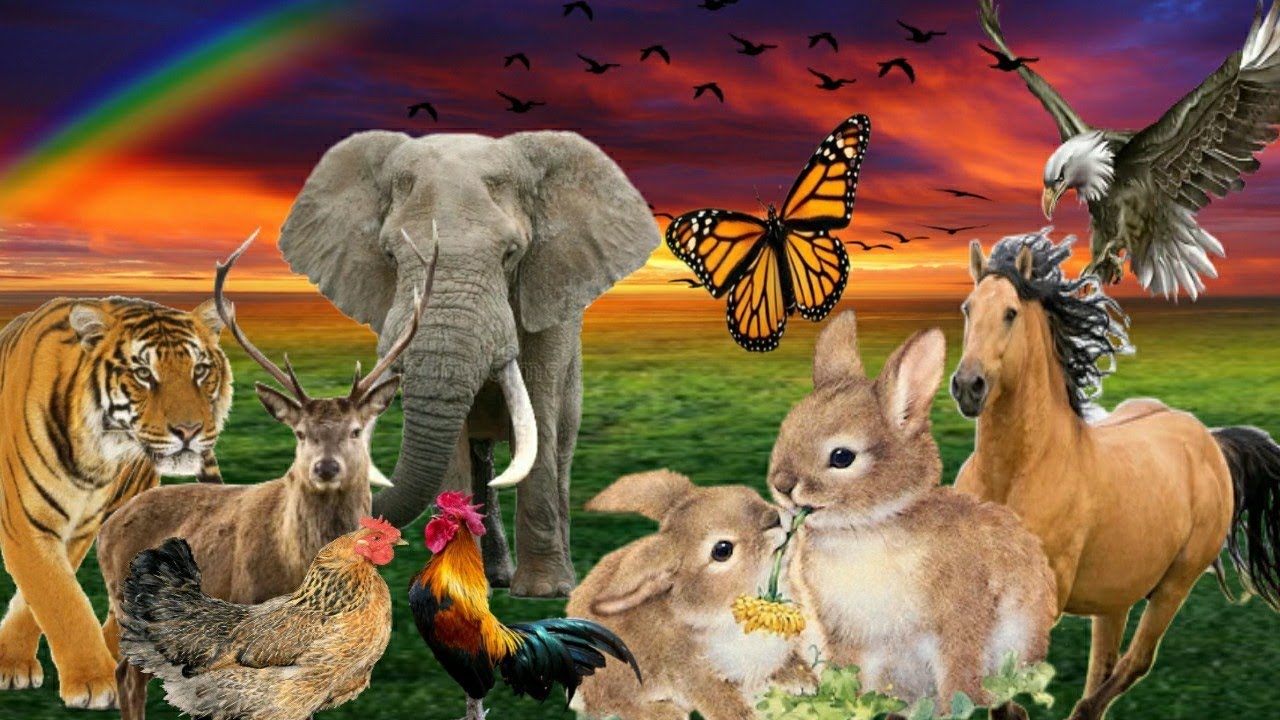 Cute Small Animals- Dogs, Cats, Chickens, Elephants, Cows, Turtles ...