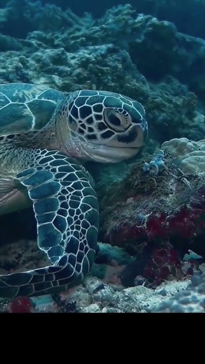 Черепаха 🐢 - YouTube