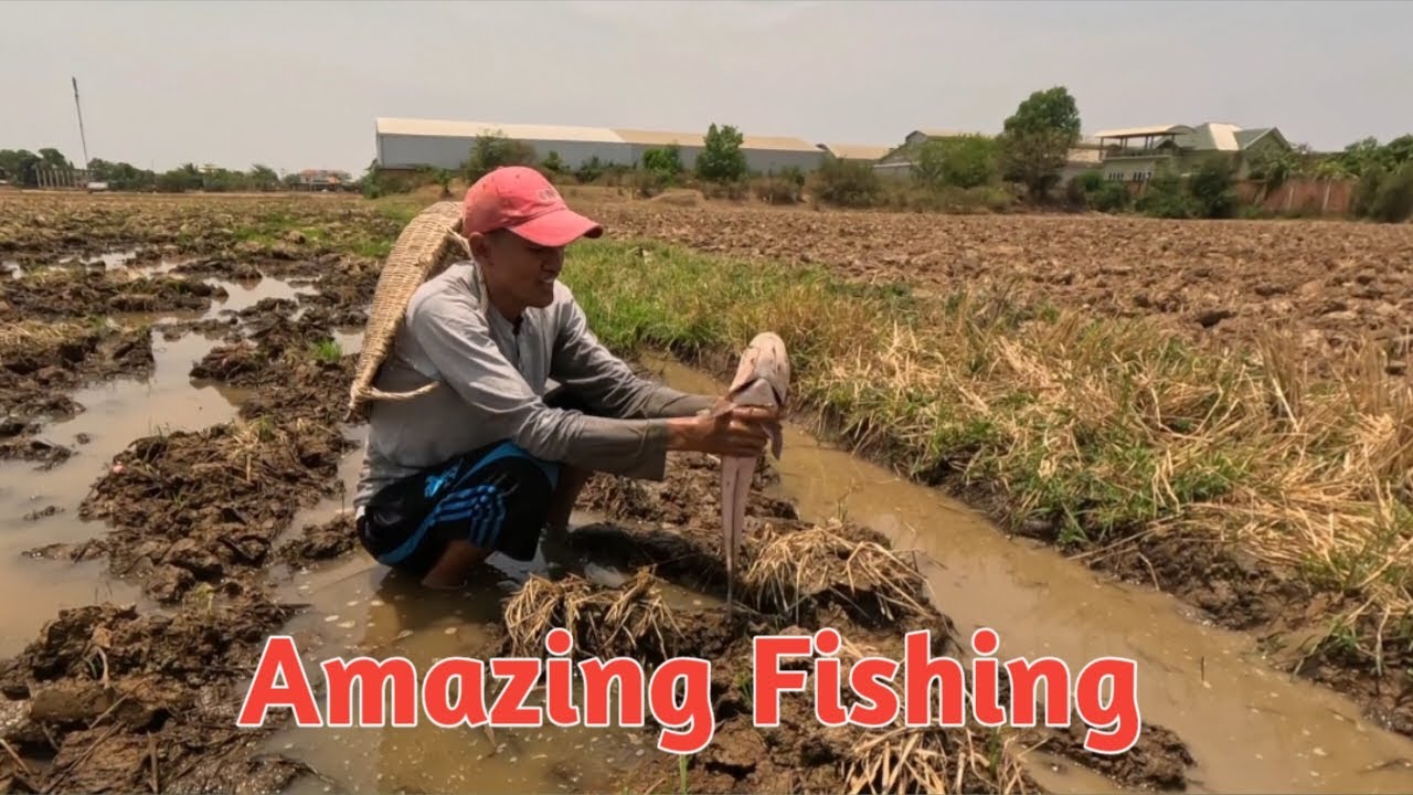 Wow, Amazing Fishing! Man Fishing By Hand To Catch Big Fish In The ...
