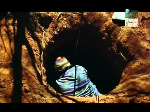 Ameisen - Die heimliche Weltmacht - Doku #2