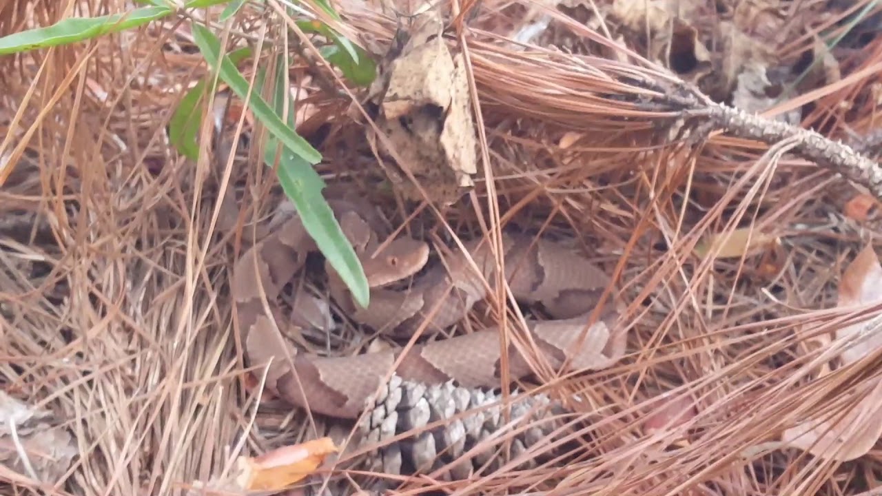 CHECK OUT THAT CAMO!!!! (Venomous copperhead) - YouTube