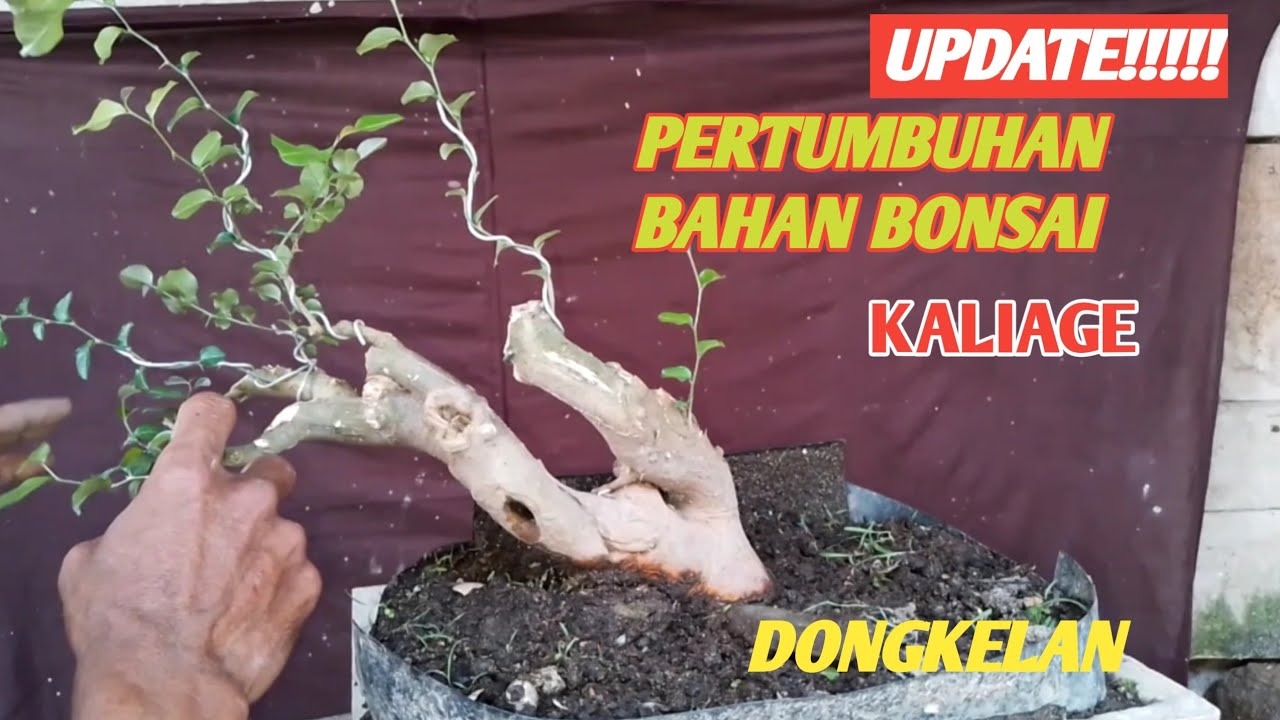 Update!!! Bahan bonsai kaliage slanting - YouTube