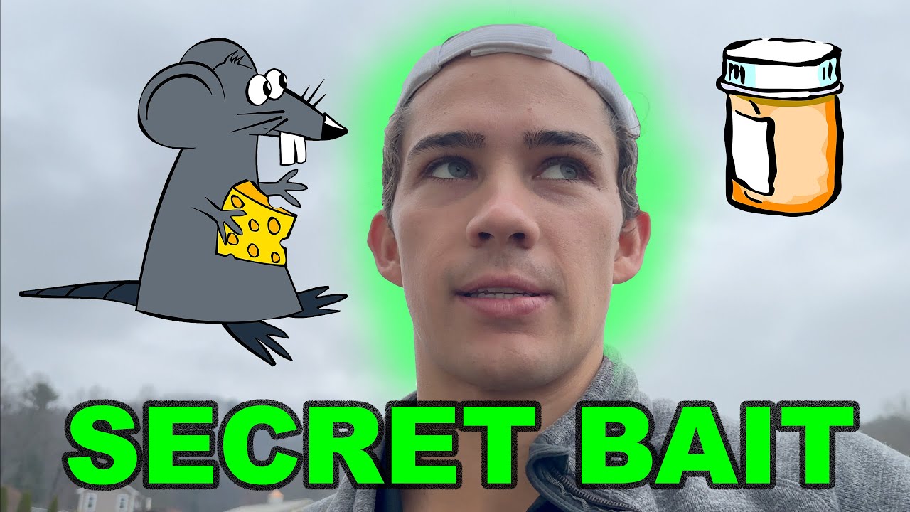 Prevent Mice Infestations Forever - YouTube