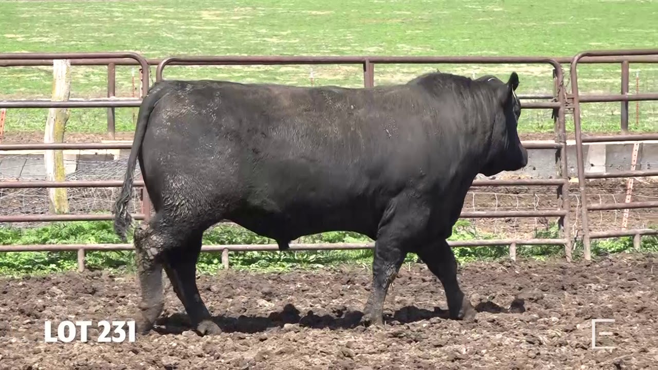 Ogden Angus Ranch LOT 231 - YouTube