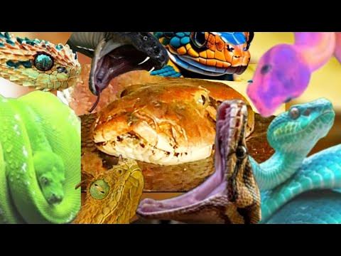 pibura/indian Rock python/natural animals/ jungle animal/ Rain forecast ...