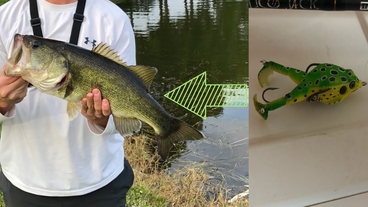 STUD BASS CAUGHT ON FROG!!! ( BASS FISHING) - YouTube