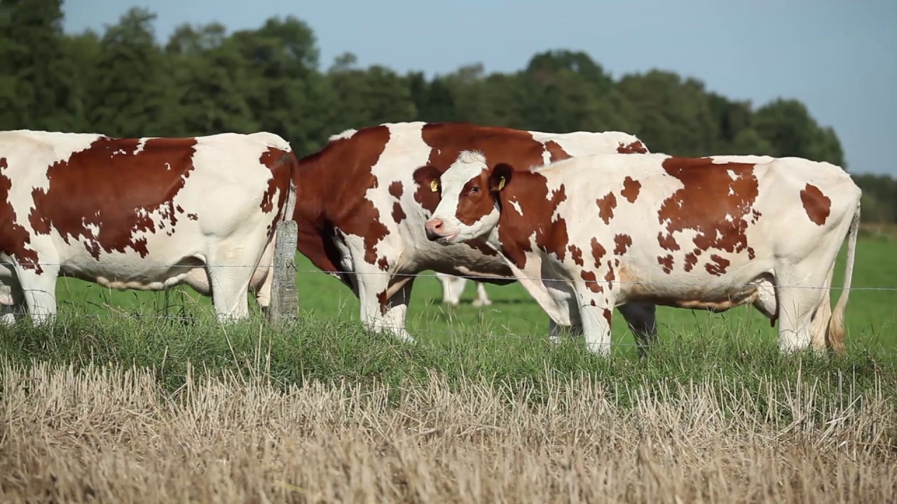 Biochem - Corporate Movie (German) - YouTube