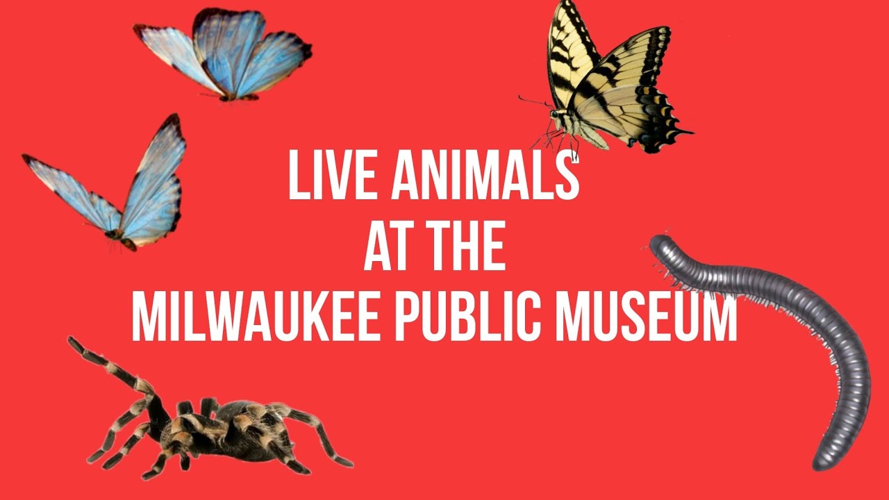 Live Animals at Milwaukee Public Museum - YouTube