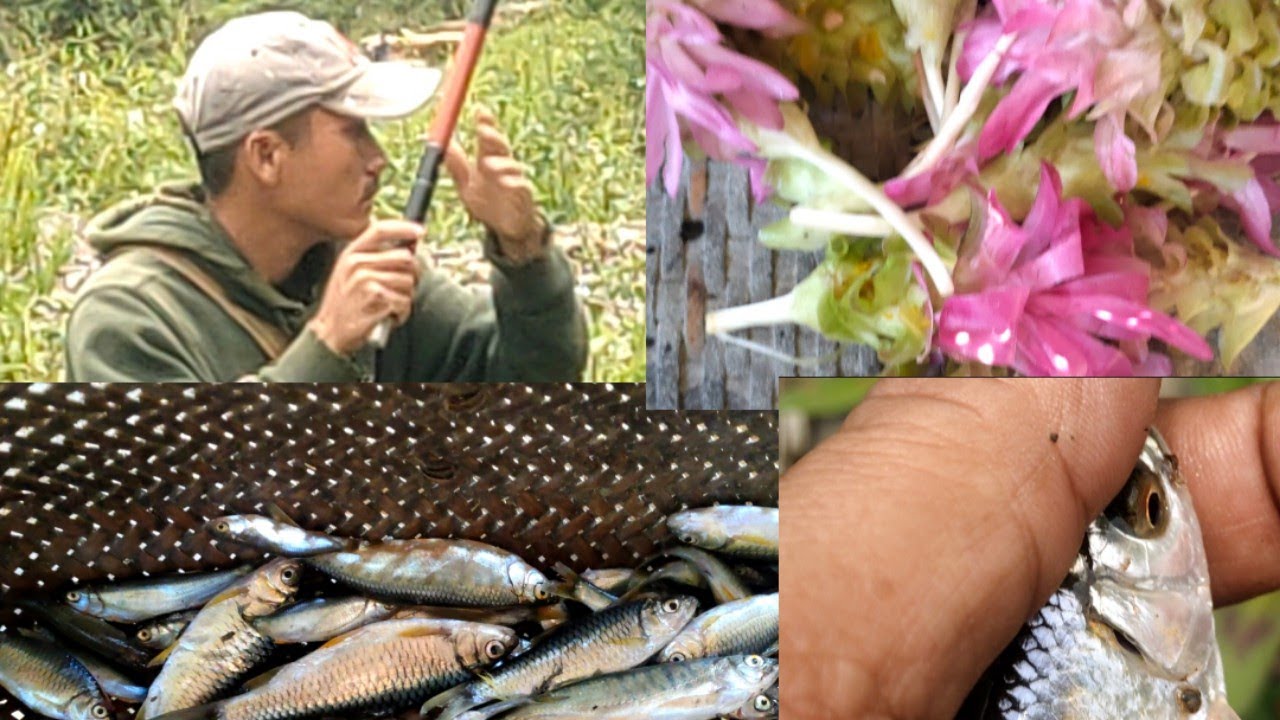 Hook Fishing at Chakpi River near Modi Village, Chandel HQ, Manipur ...