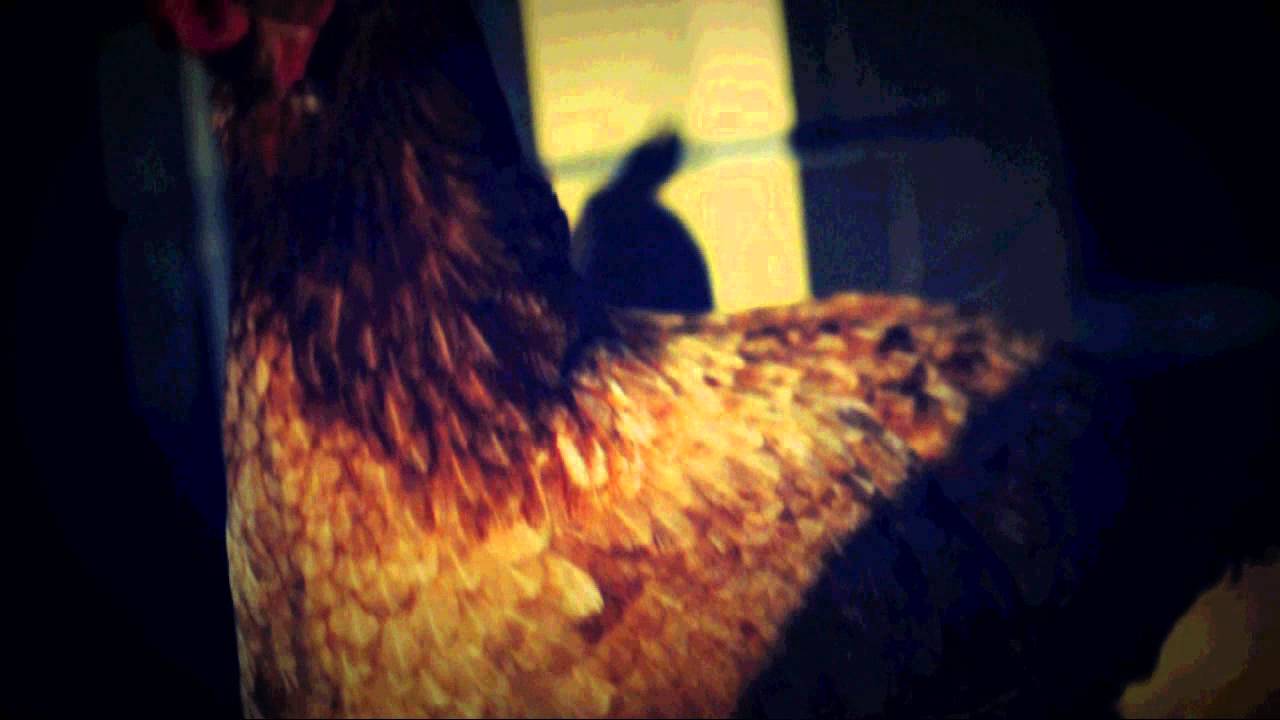 Chicken shit - YouTube