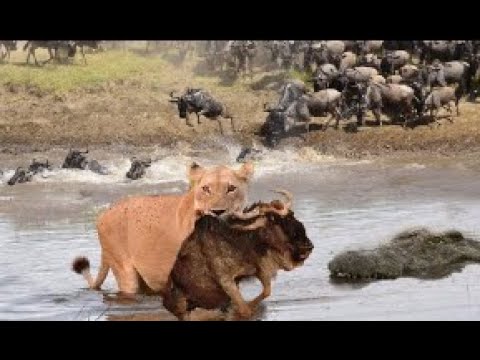Wildebeest Vs Crocodile/Wildebeest Vs Lion/Animals Saving Animals/Wild ...