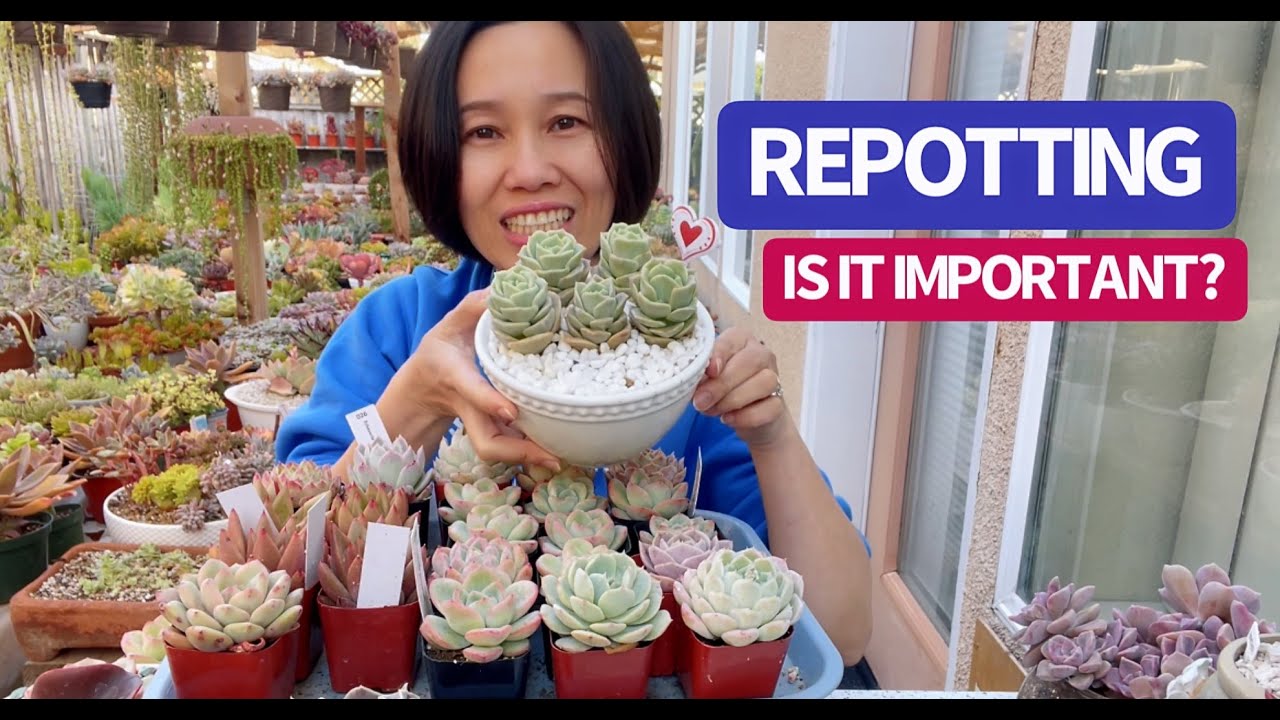 REPOTTING SUCCULENTS FROM THE NEXT GARDENER | CHUYỂN CHẬU SEN ĐÁ | 다육식물 ...