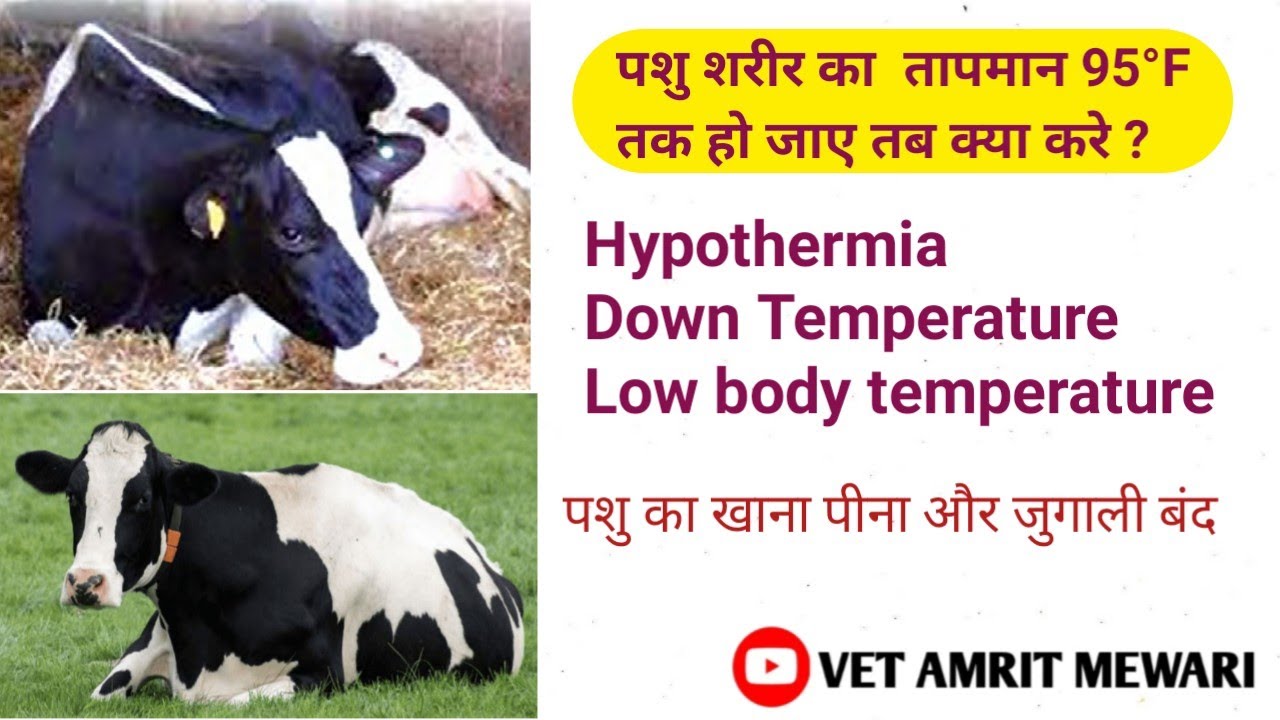 Treatment of Hypothermia in cattle | Low body temperature | पशु का ...