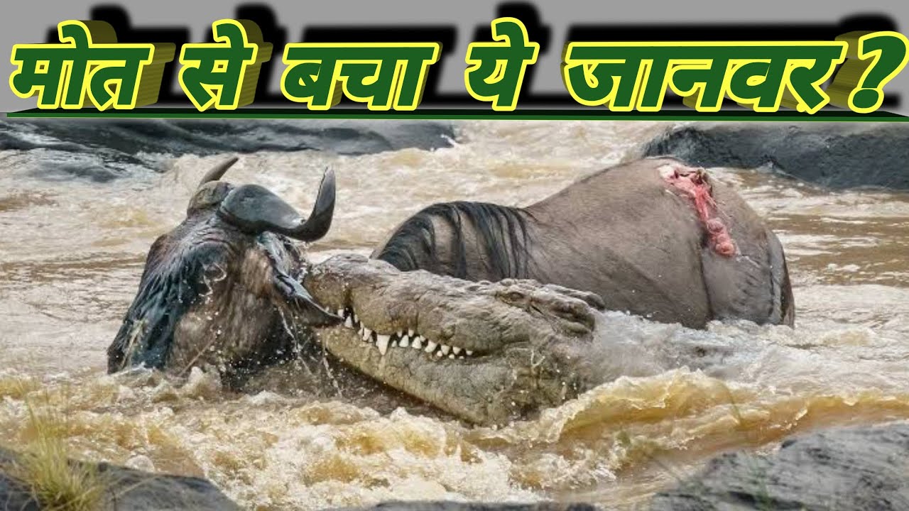 मोत से बचा ये जानवर ? | magarmach video attack | crocodile vs ...