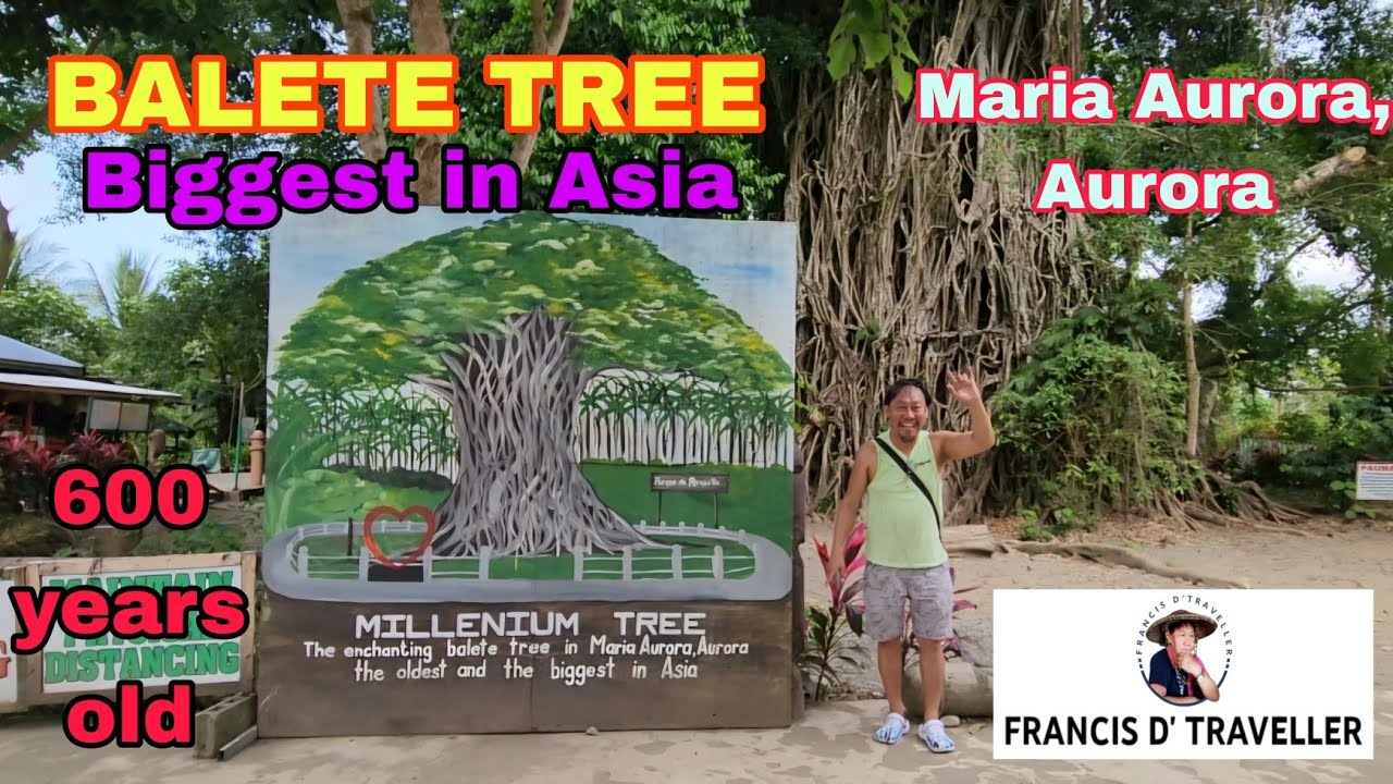 THE BIGGEST BALETE TREE IN ASIA... MILLENNIUM TREE IN MARIA AURORA ...