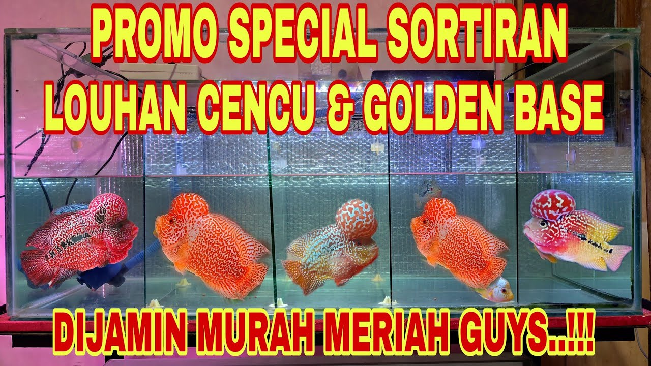 PROMO LOUHAN CENCU DAN GOLDEN BASE SPECIAL SORTIRAN MURAH MERIAH - YouTube
