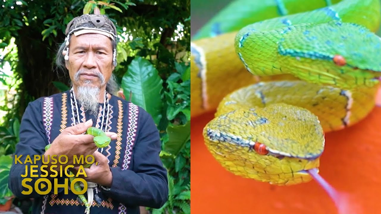 Kamandag ng ahas, ginagamit panggamot ng malulubhang sakit?! | Kapuso ...