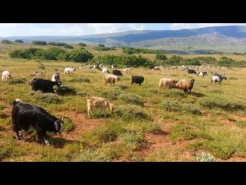 Hopıkta çektiğim bir video: Grup Günyüzü -Lo Şıwano