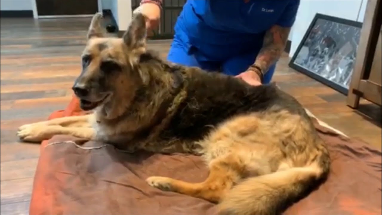 Chiropractic Care for Dogs - YouTube