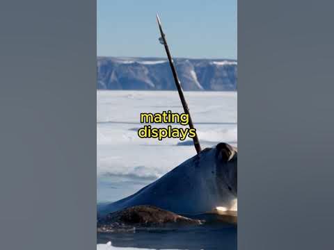 Fascinating Facts about Narwhals: Unveiling Their Unique Secrets #narwhal #subscribenow #animals ...