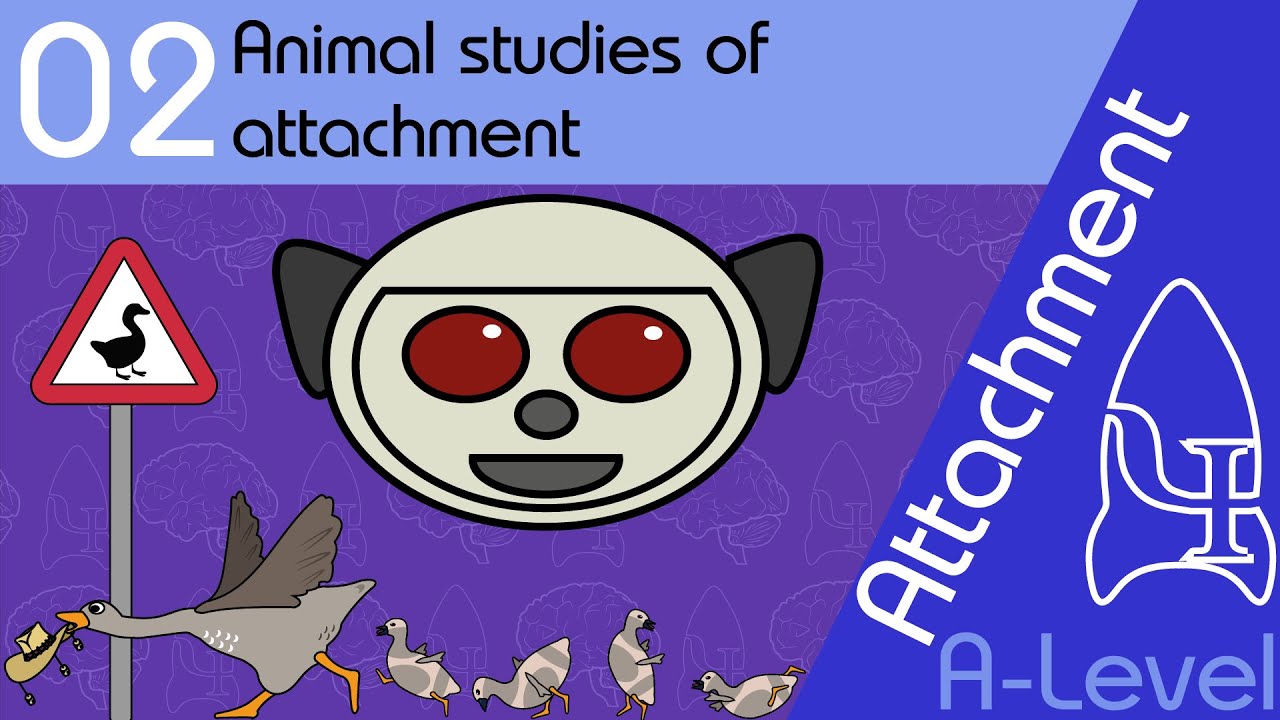 Animal studies of attachment: Lorenz and Harlow - Attachment [A-Level ...