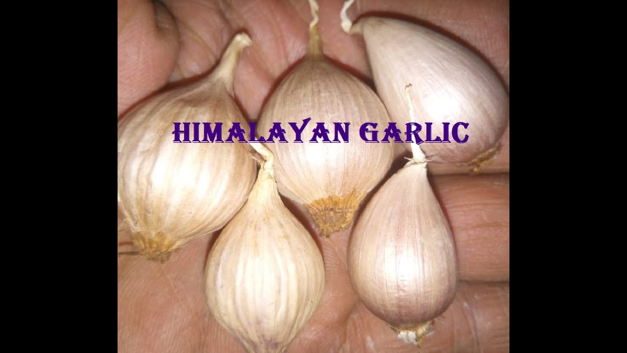 Himalayan Garlic - YouTube